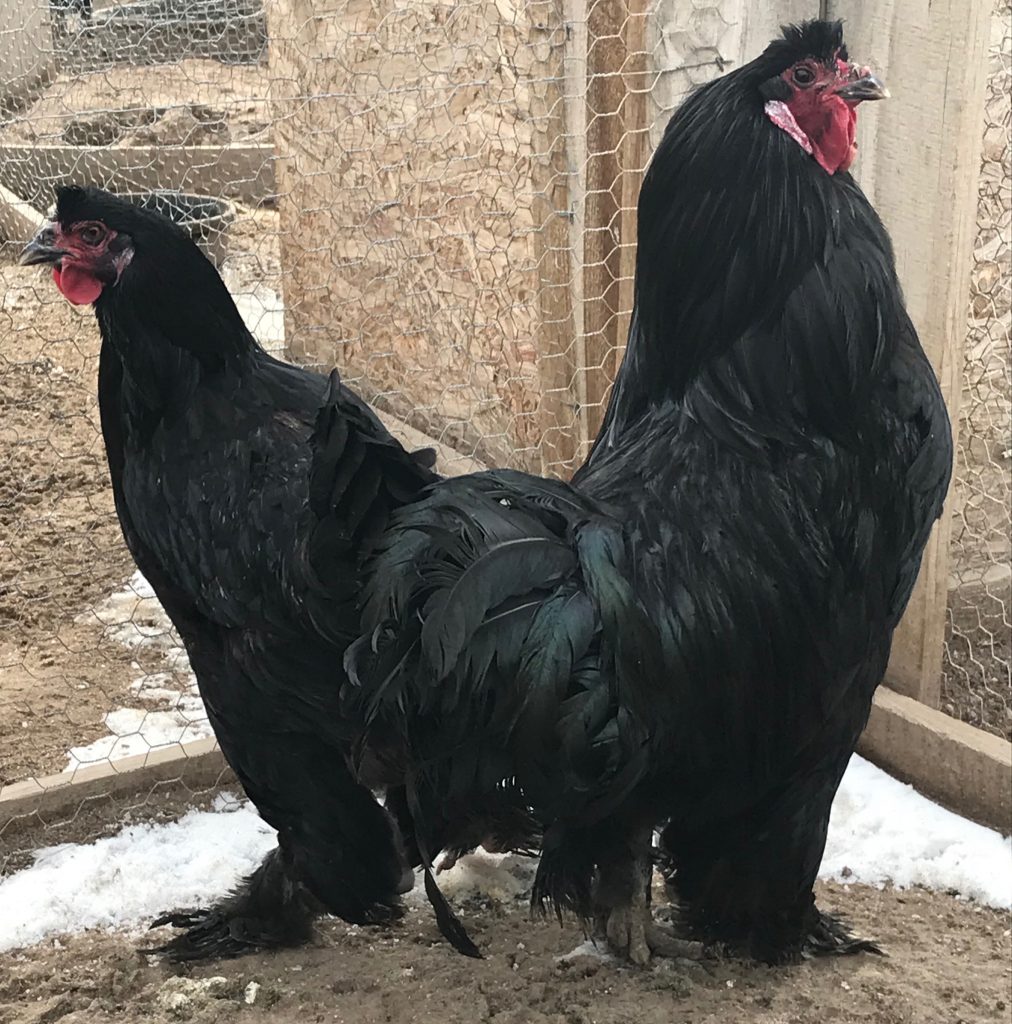 Breed Profile: Breda Chicken - Backyard Poultry